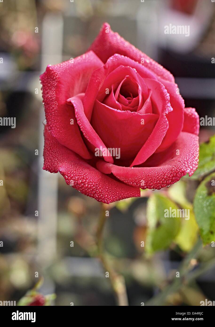 Violet rose with raindrops and green leaves Stock Photo - Alamy