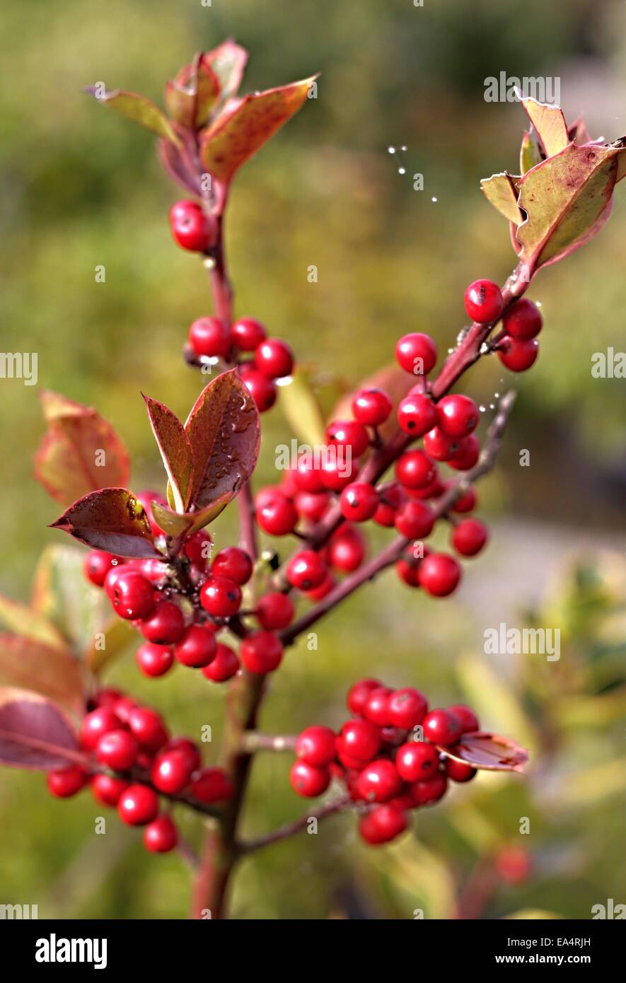 red berries holly in autumn and wet leaves with green background Stock ...
