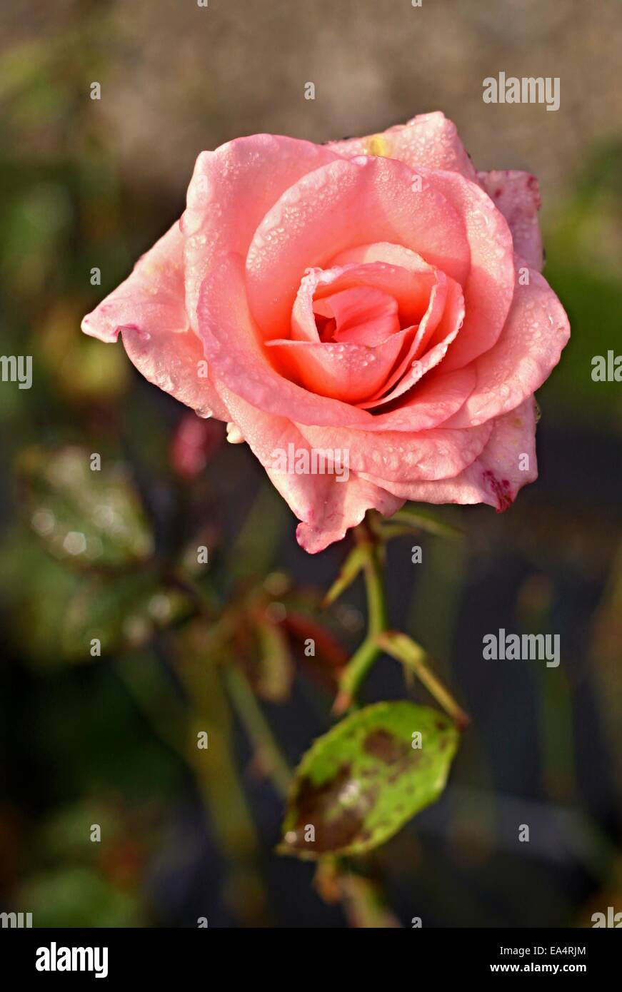 Wet rose and green background in the garden Stock Photo - Alamy