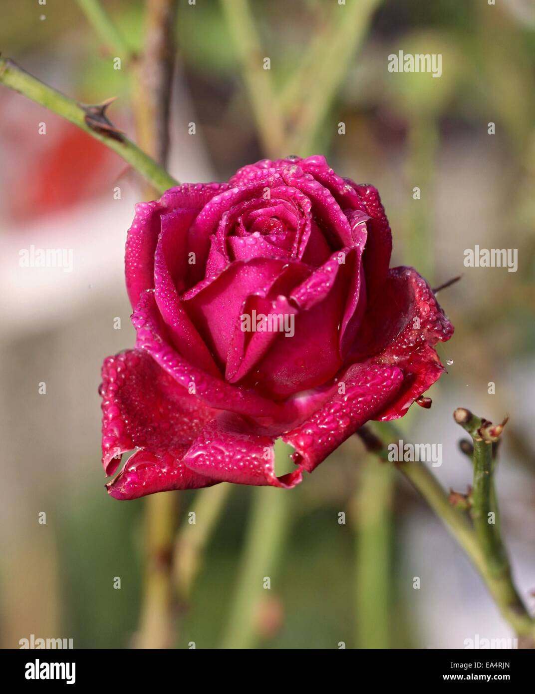 Violet rose hi-res stock photography and images - Alamy