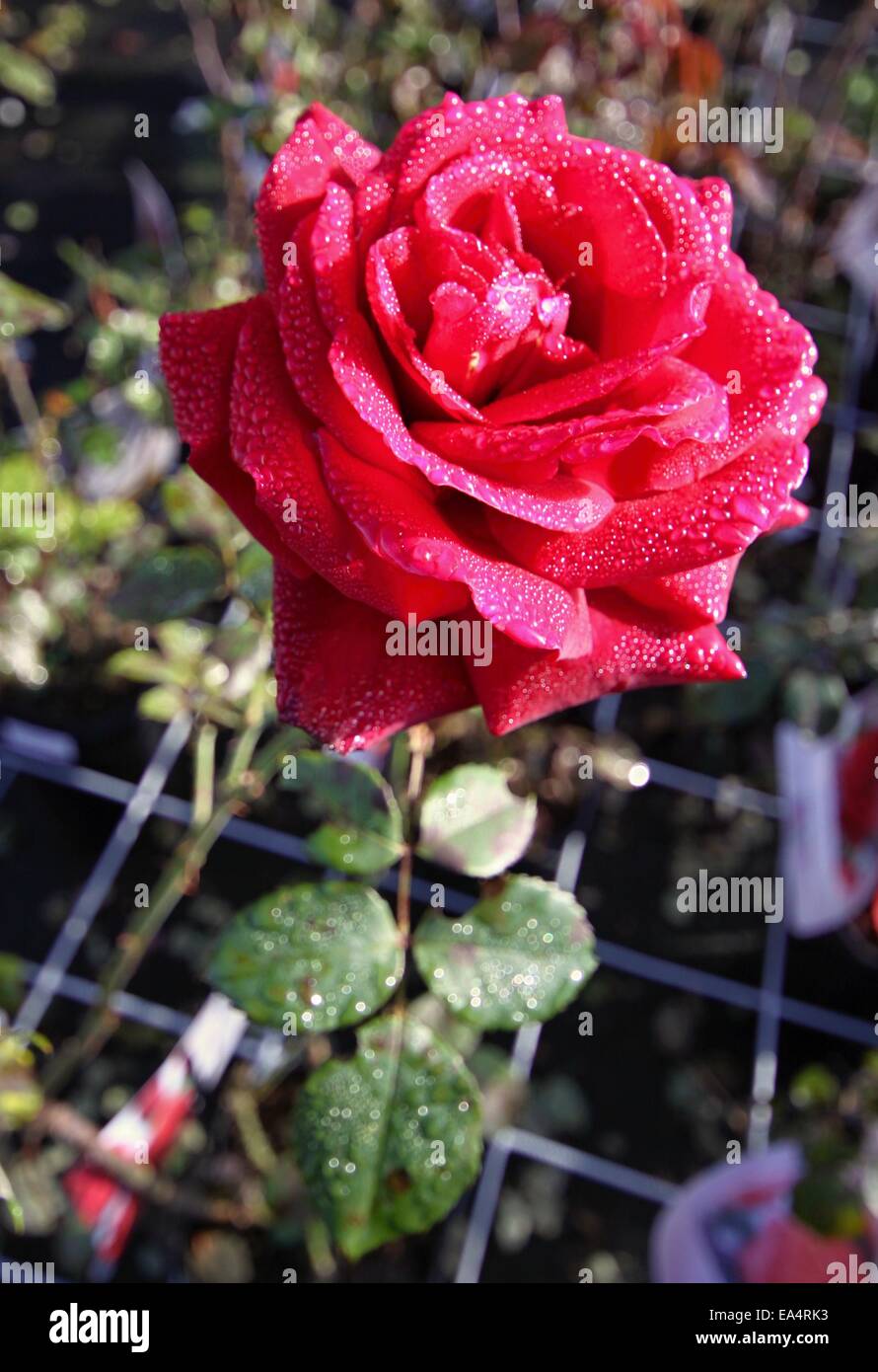 Wet red rose hi-res stock photography and images - Alamy