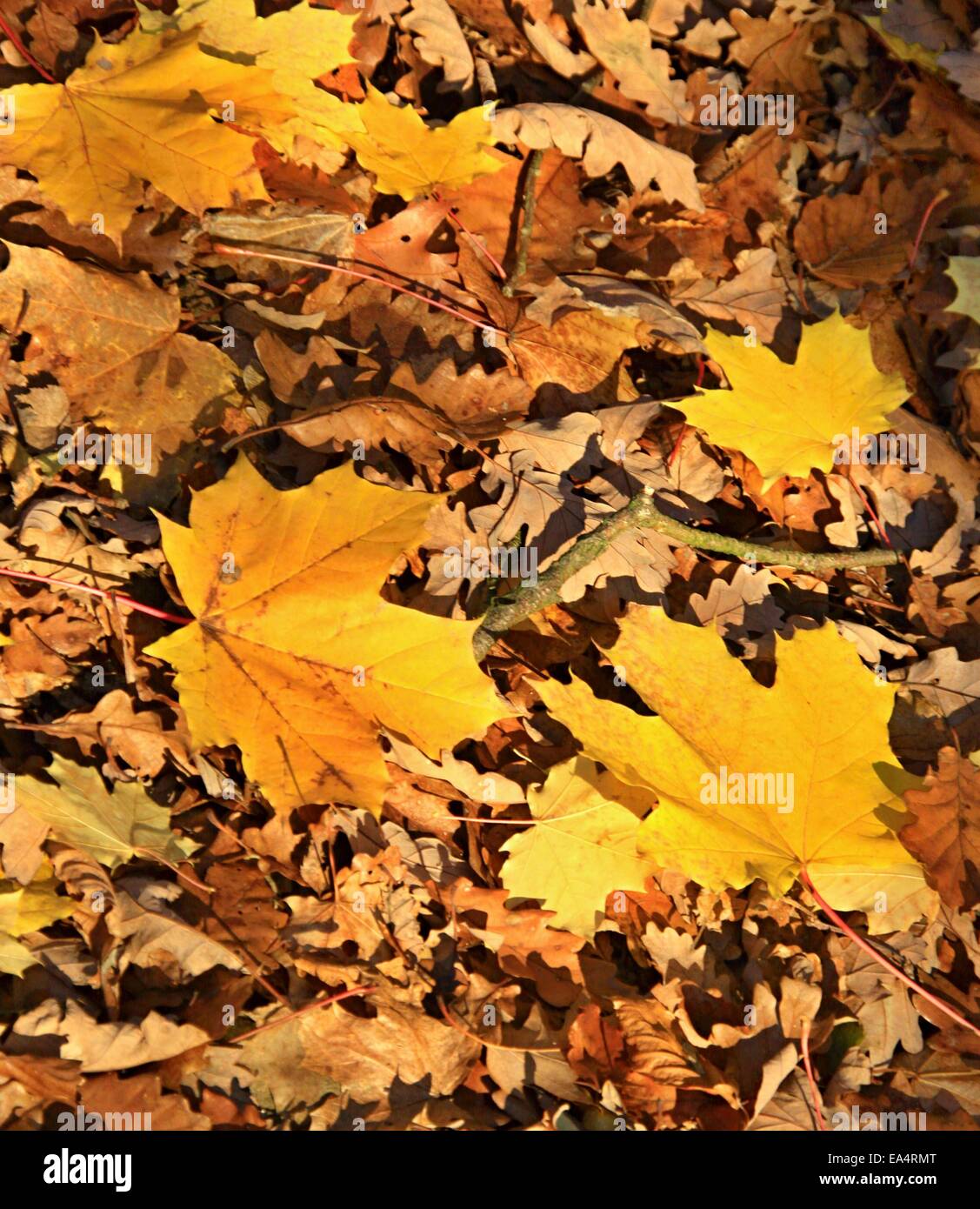 autumn leaves close up background and autumn colours Stock Photo - Alamy