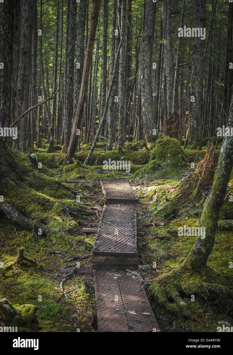 Haystack boardwalk trail through the rainforest oustide of Cordova ...