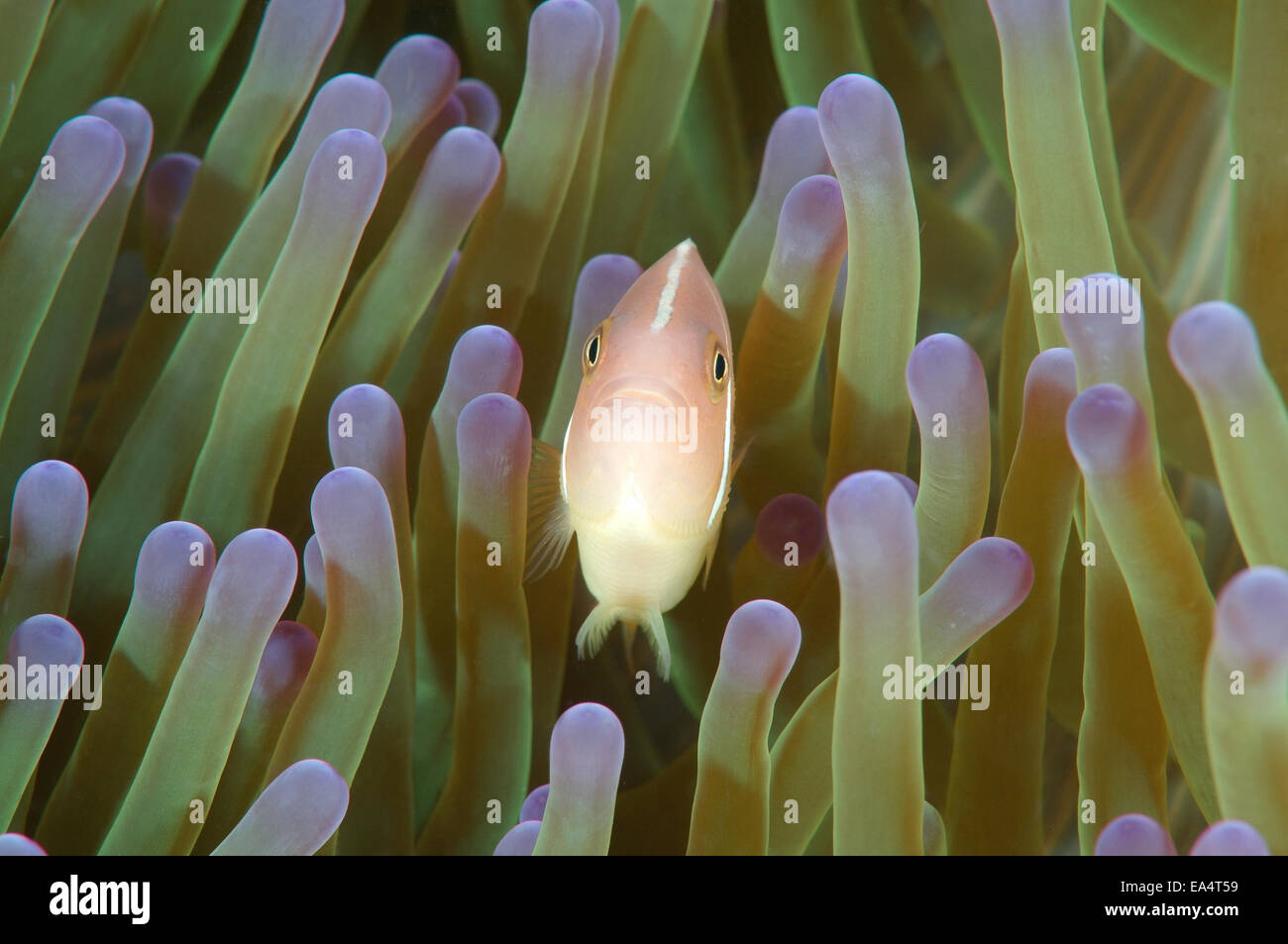 pink skunk clownfish or pink anemonefish (Amphiprion perideraion) Bohol ...