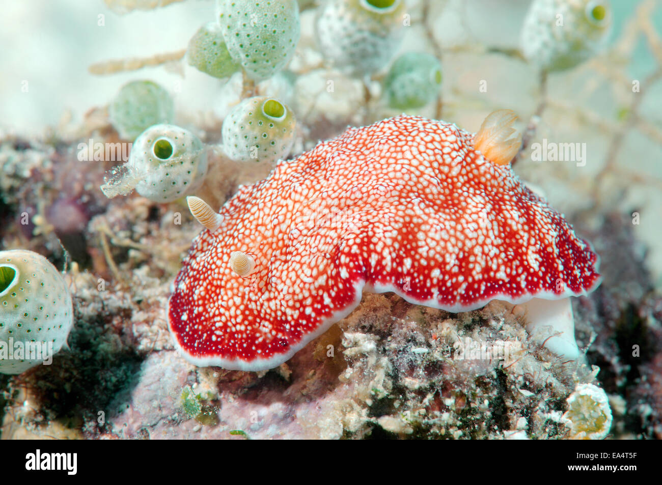 sea slug or nudibranch (Chromodoris reticulata) Bohol Sea, Cebu ...