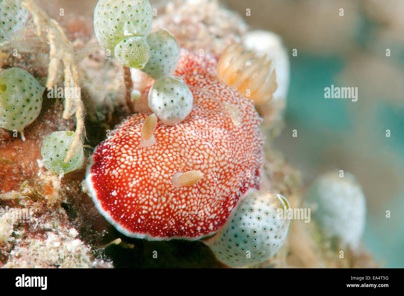 sea slug or nudibranch (Chromodoris reticulata) Bohol Sea, Cebu ...