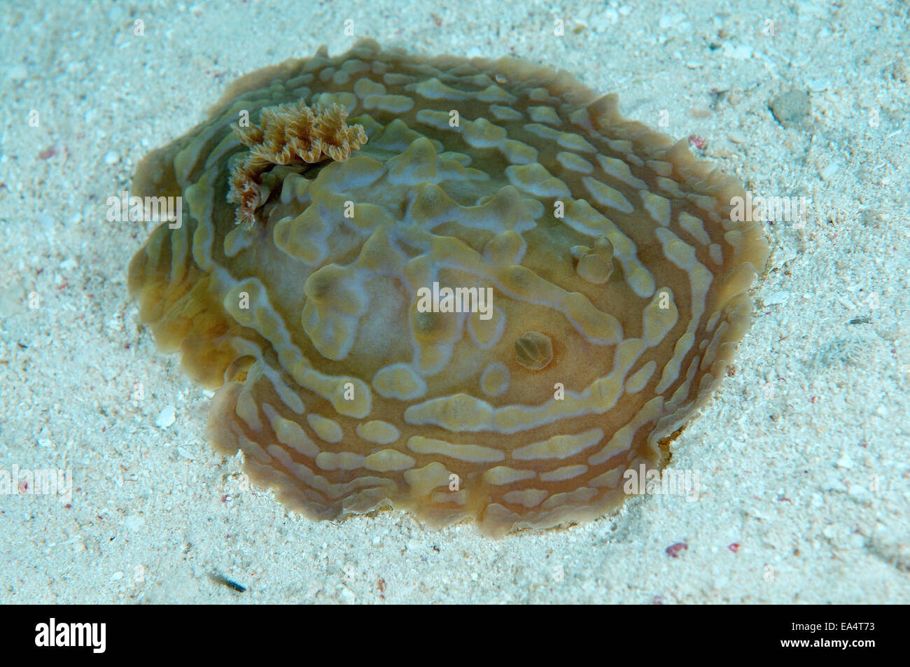 Dorid sea slug hi-res stock photography and images - Alamy