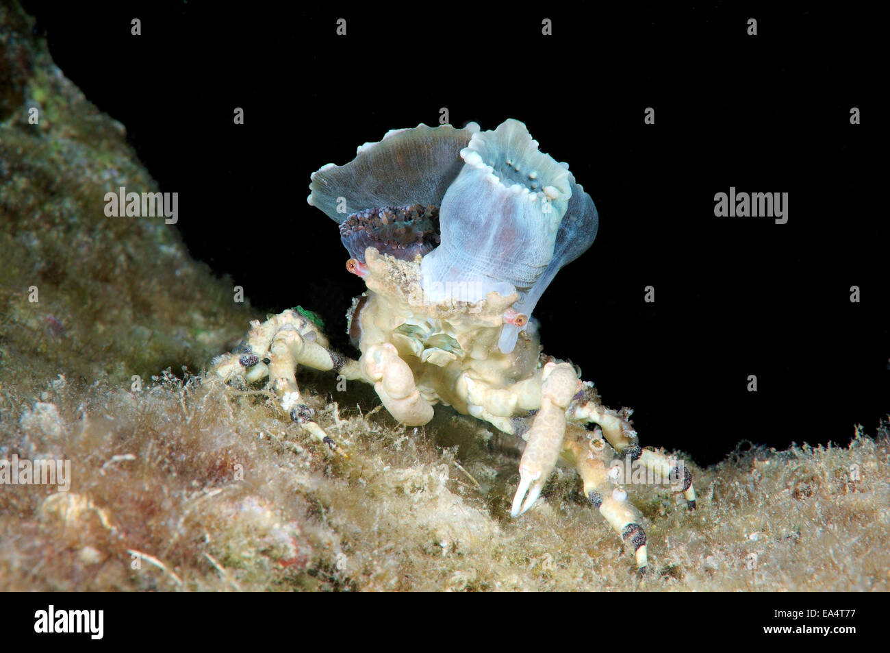 Corallimorph Decorator Crab (Cyclocoeloma tuberculata) with sea ...