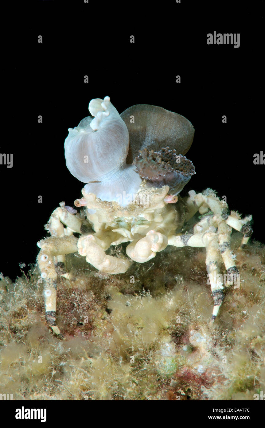 Corallimorph Decorator Crab (Cyclocoeloma tuberculata) with sea ...