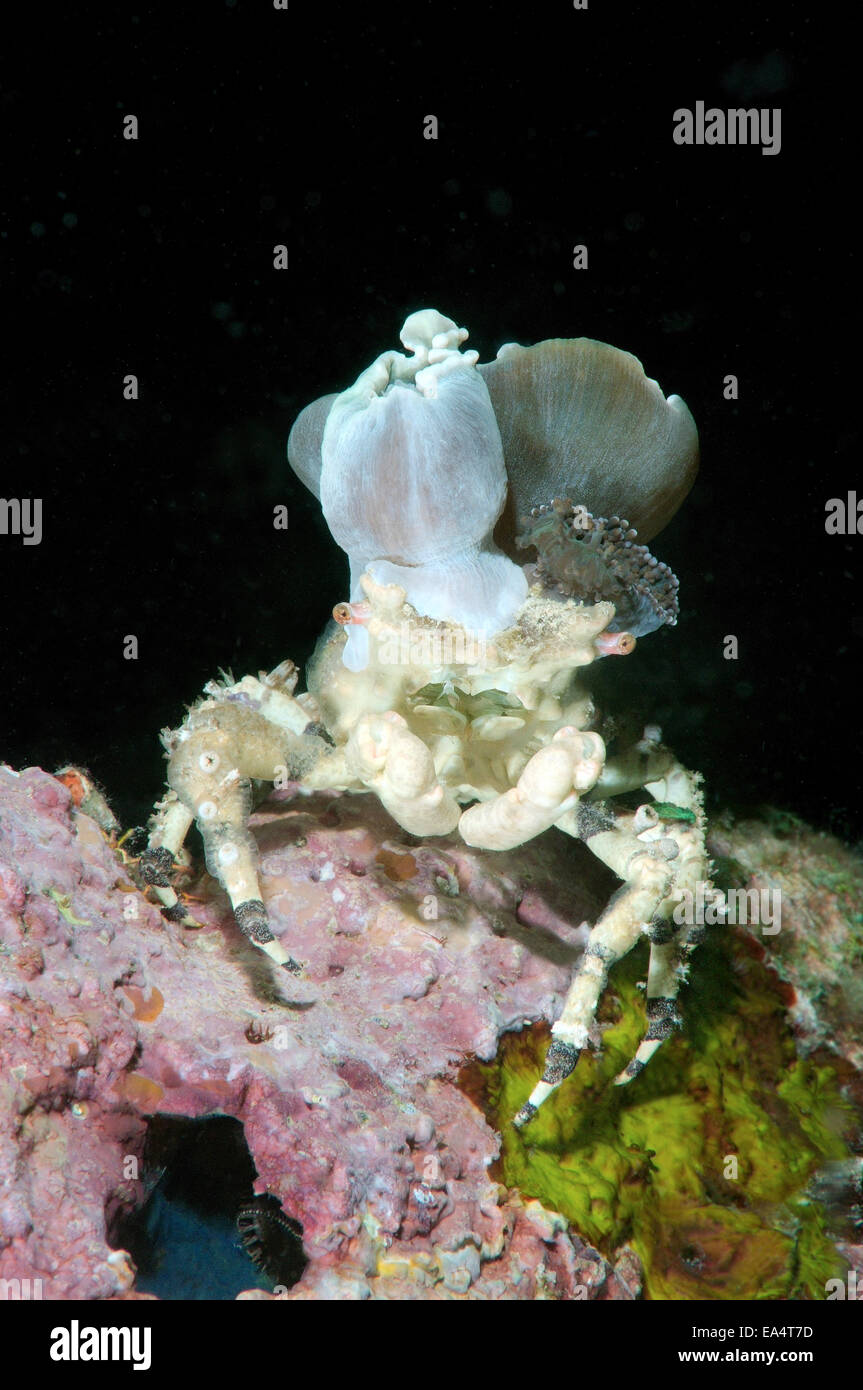 Corallimorph Decorator Crab (Cyclocoeloma tuberculata) with sea ...