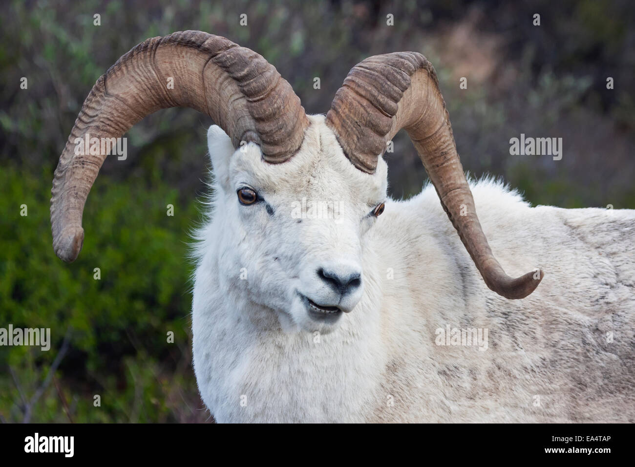 Dall Sheep Ram (Ovis dalli) in Denali National Park; Alaska, United ...