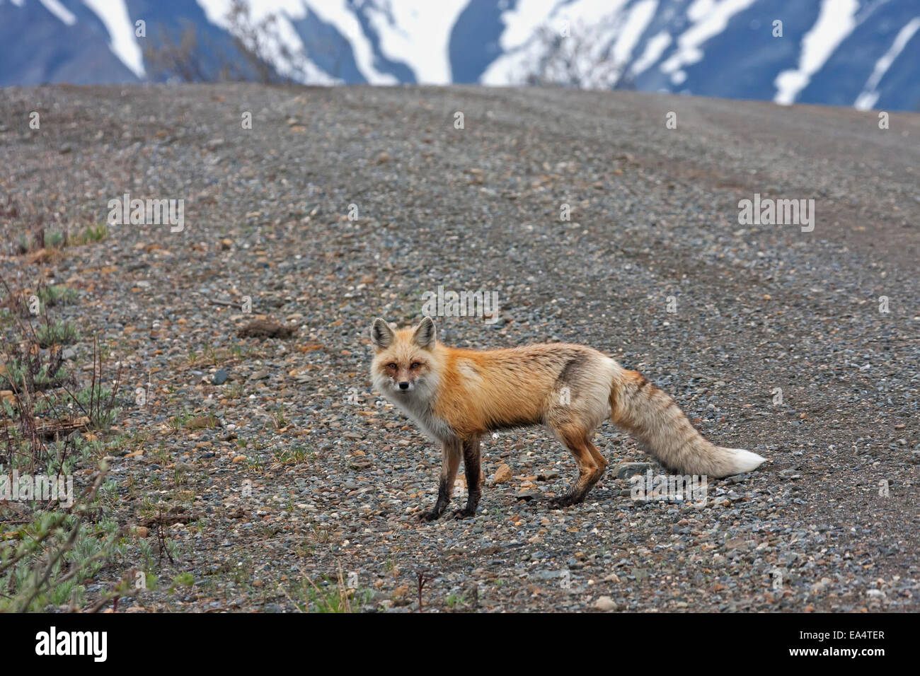 Red Fox (Vulpes vulpes) near park road in Denali National Park; Alaska ...