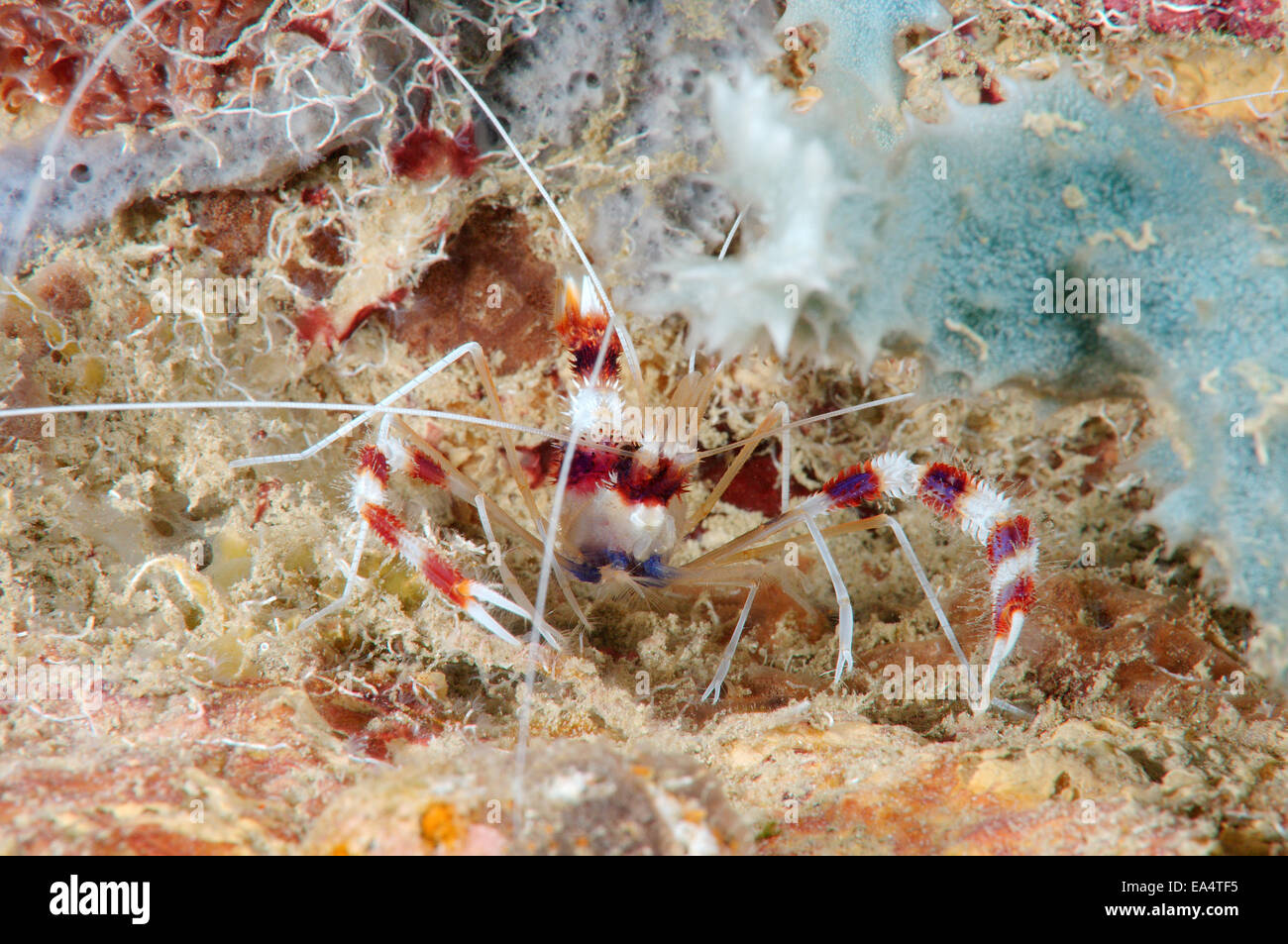 banded coral shrimp or banded cleaner shrimp (Stenopus hispidus) Bohol ...