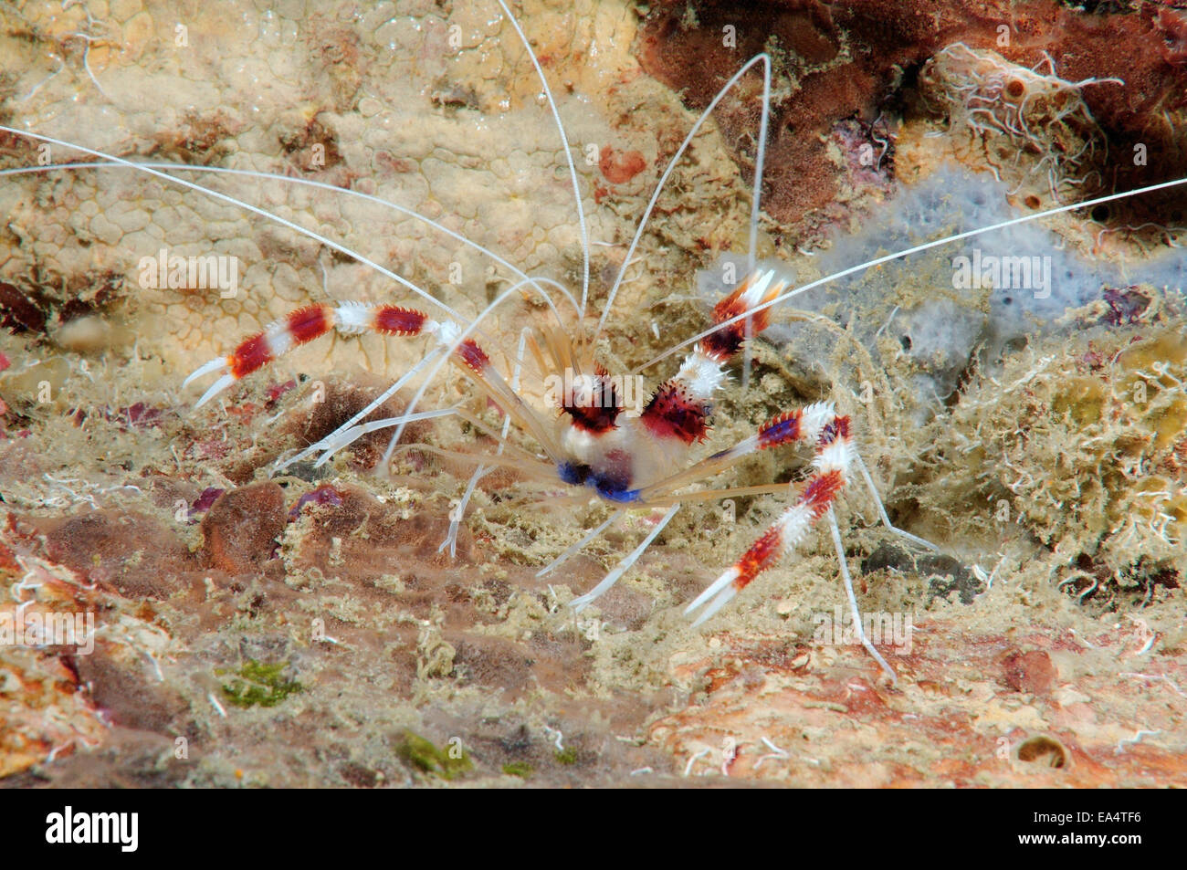 Banded coral shrimp hi-res stock photography and images - Alamy