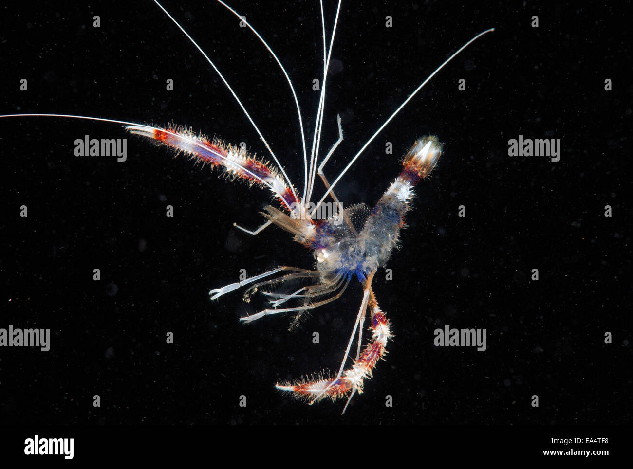banded coral shrimp or banded cleaner shrimp (Stenopus hispidus) Bohol ...