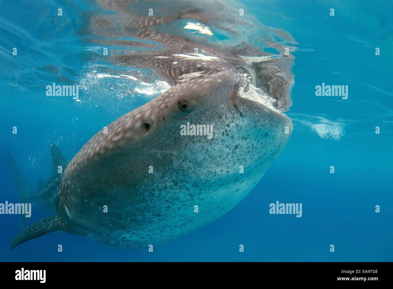 Tiburon ballena hi-res stock photography and images - Alamy