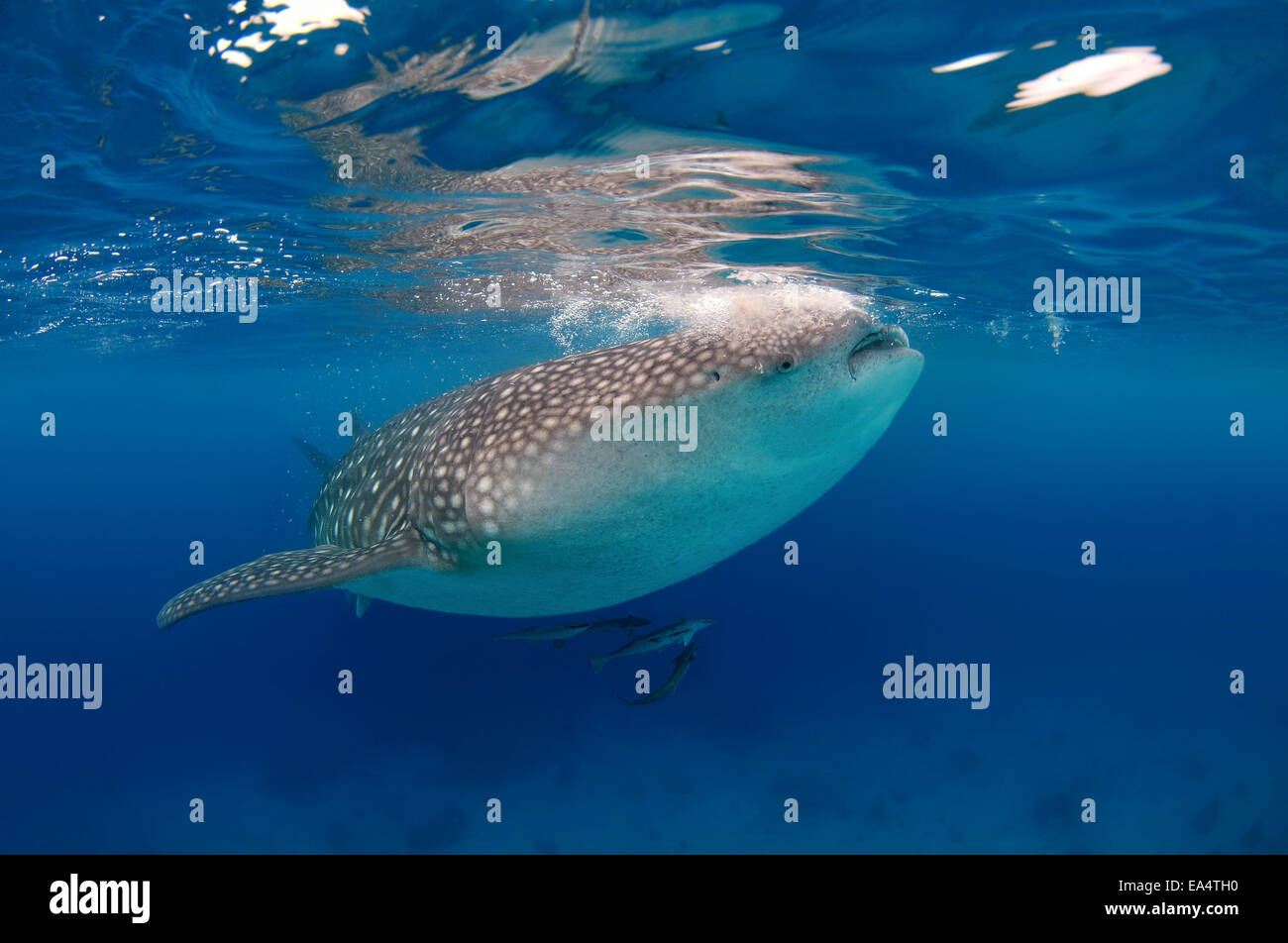 Rhineodon Typus High Resolution Stock Photography and Images - Alamy