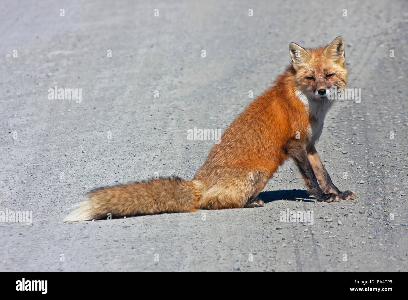 Red Fox (Vulpes vulpes) near park road in Denali National Park; Alaska ...