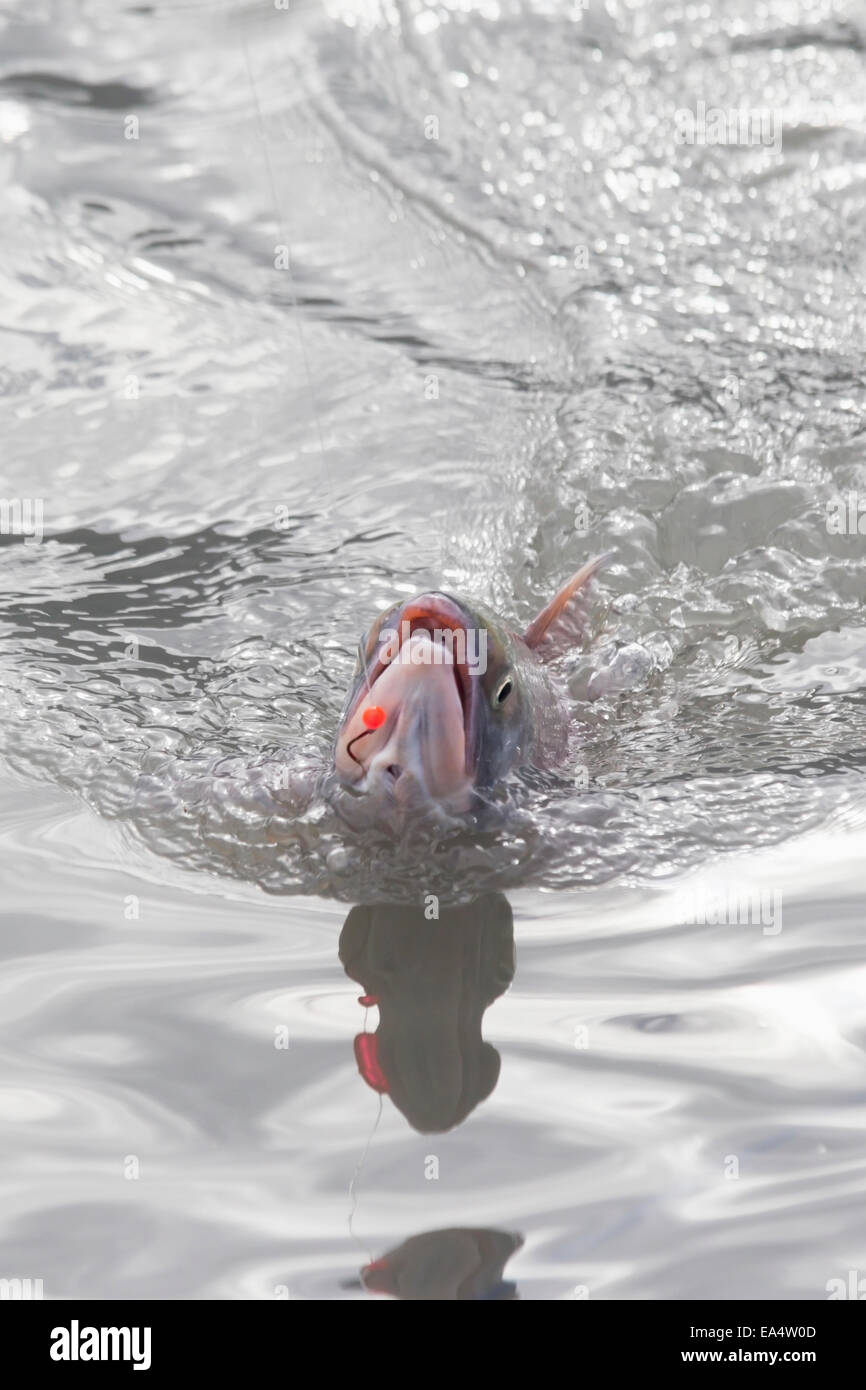 Reeled hi-res stock photography and images - Alamy