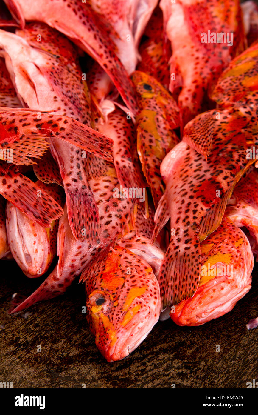 Pink fish heads at a market, Galapagos Islands; Puerto Ayora, Santa ...