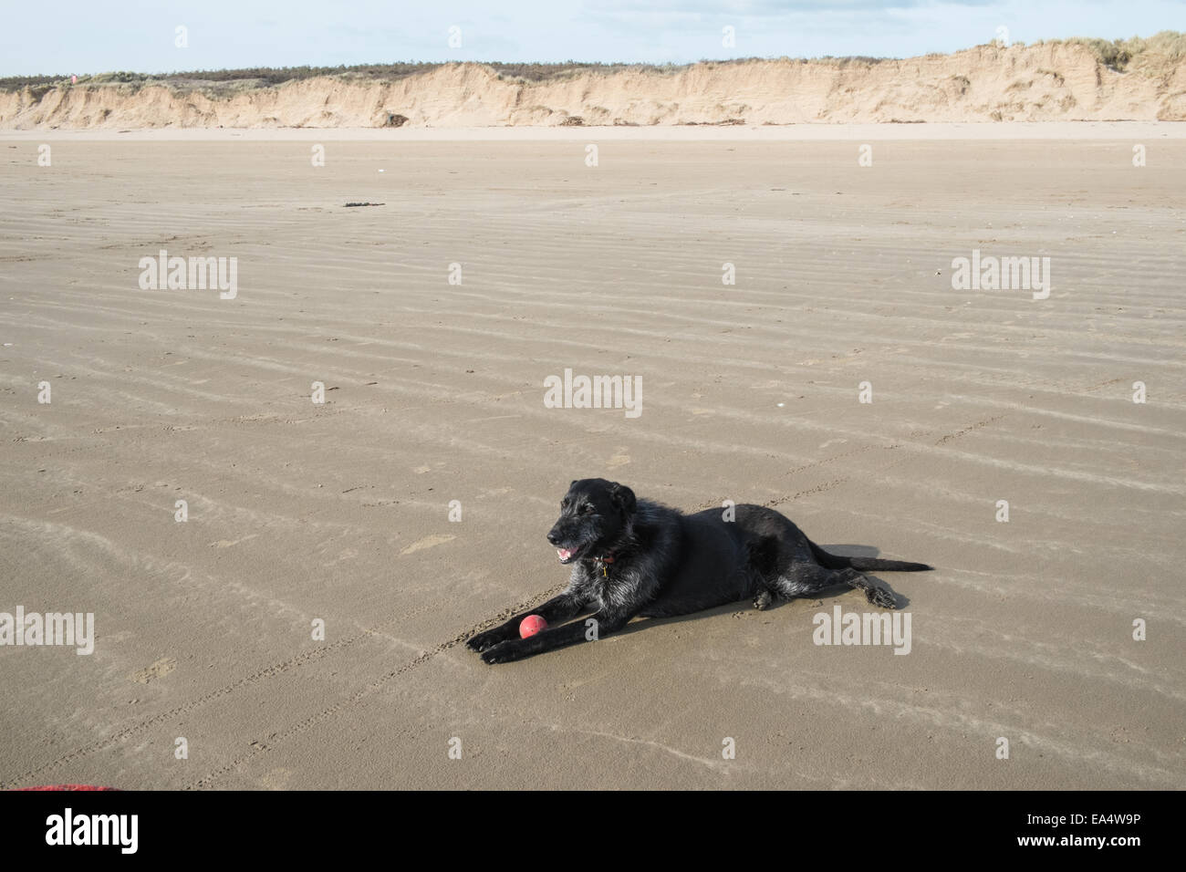 Lurcher dog with his ball on empty beach,Pembrey Sands, West Wales ...