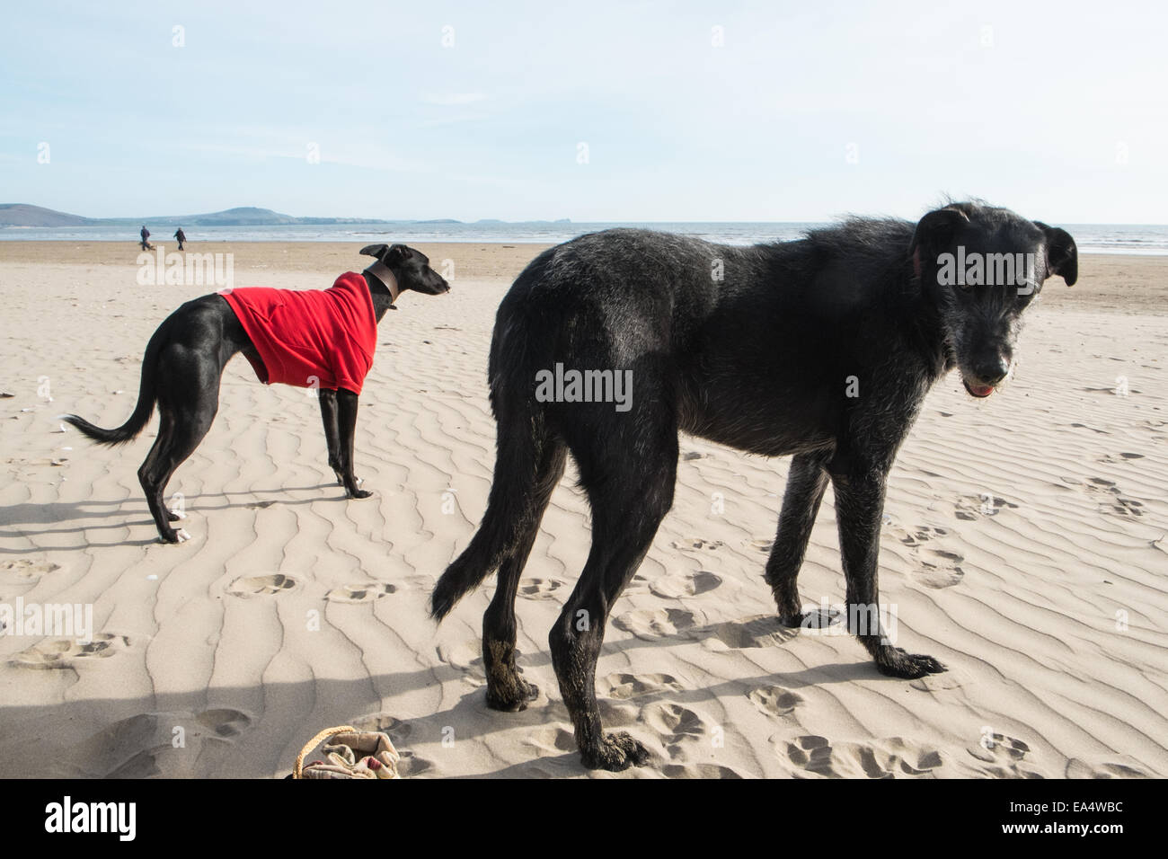 Whippet lurcher hi-res stock photography and images - Alamy