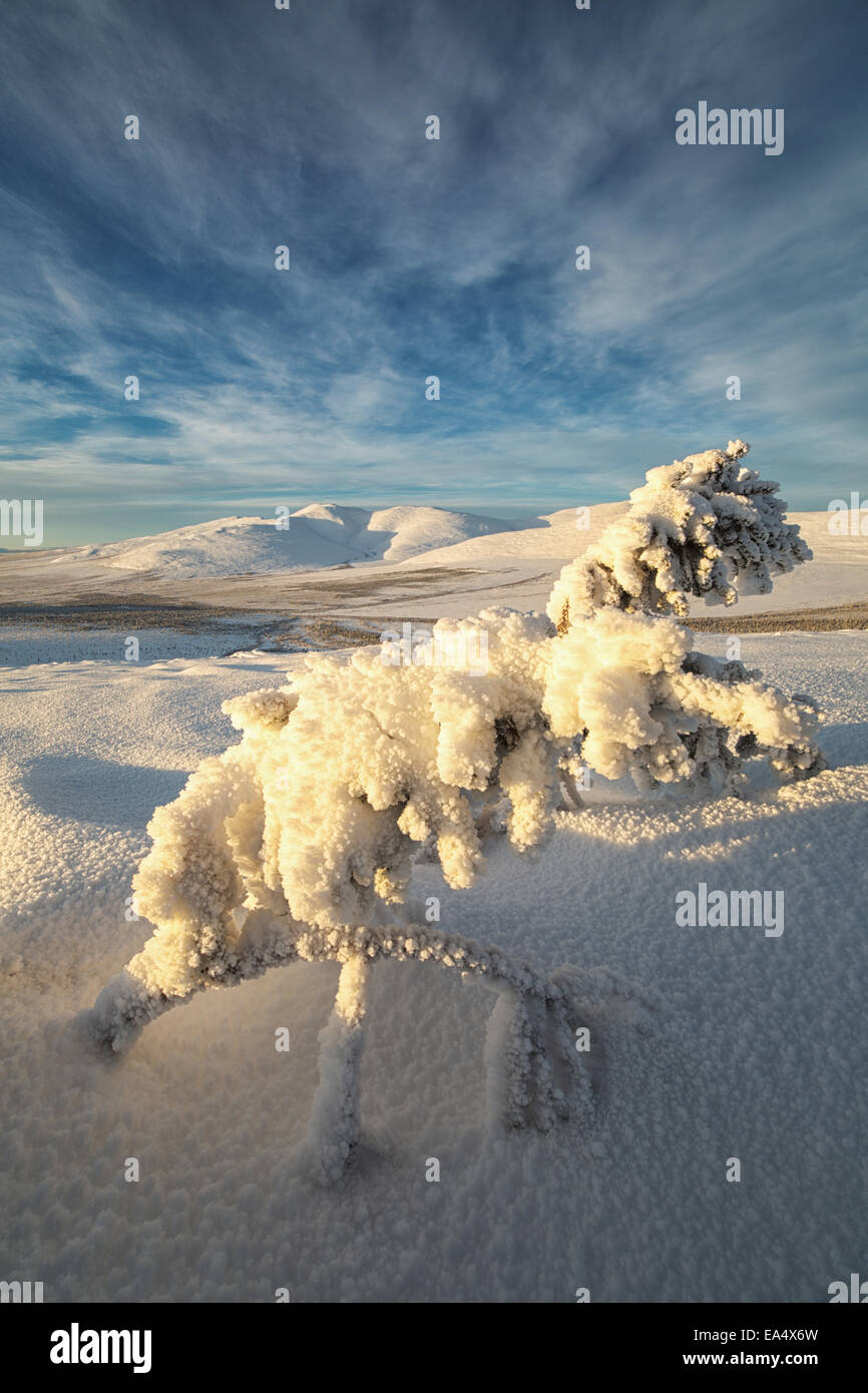 A winter scene of a snow covered tree on the north flanks of Crow ...
