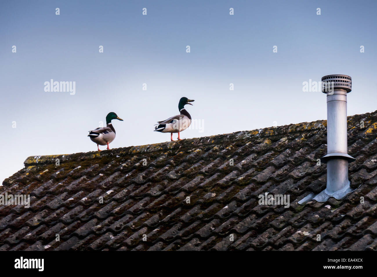 Ducks on the roof; Surrey, England Stock Photo - Alamy