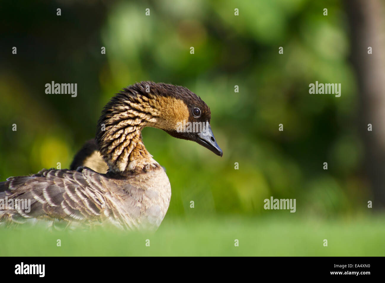Nene, also known as Hawaiian Goose (Branta sandvicensis), State bird of ...