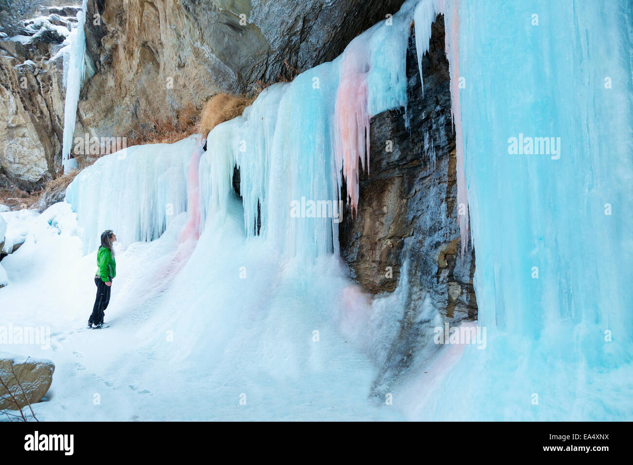 A woman hiker looks up at a frozen ice fall of pink and blue ice in ...