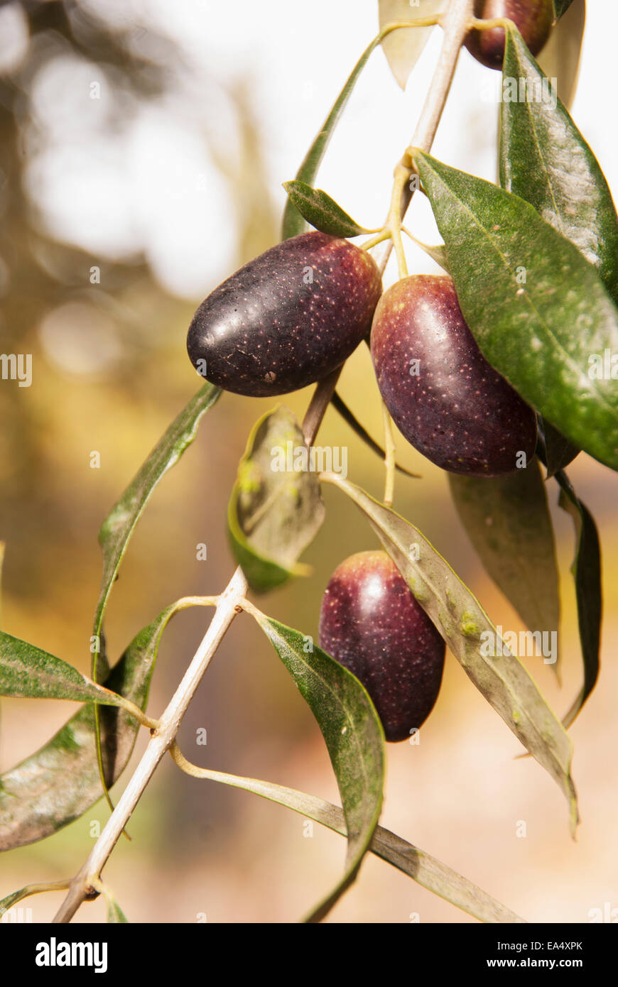 Ripes hi-res stock photography and images - Alamy