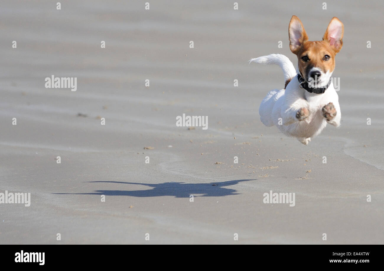 Flying jack russell hi-res stock photography and images - Alamy