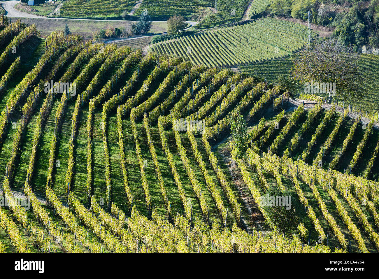 Italy,panorama of vineyards of Piedmont: Langhe-Roero and Monferrato on ...