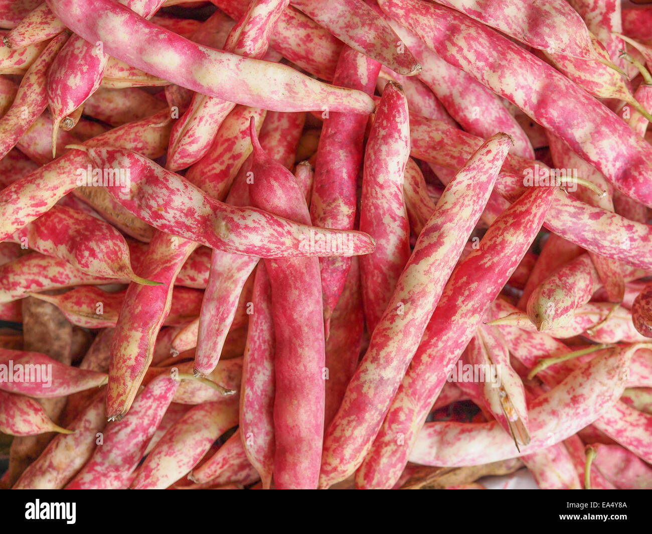 Cranberry variety of common beans aka Crimson bean or Borlotti bean or ...