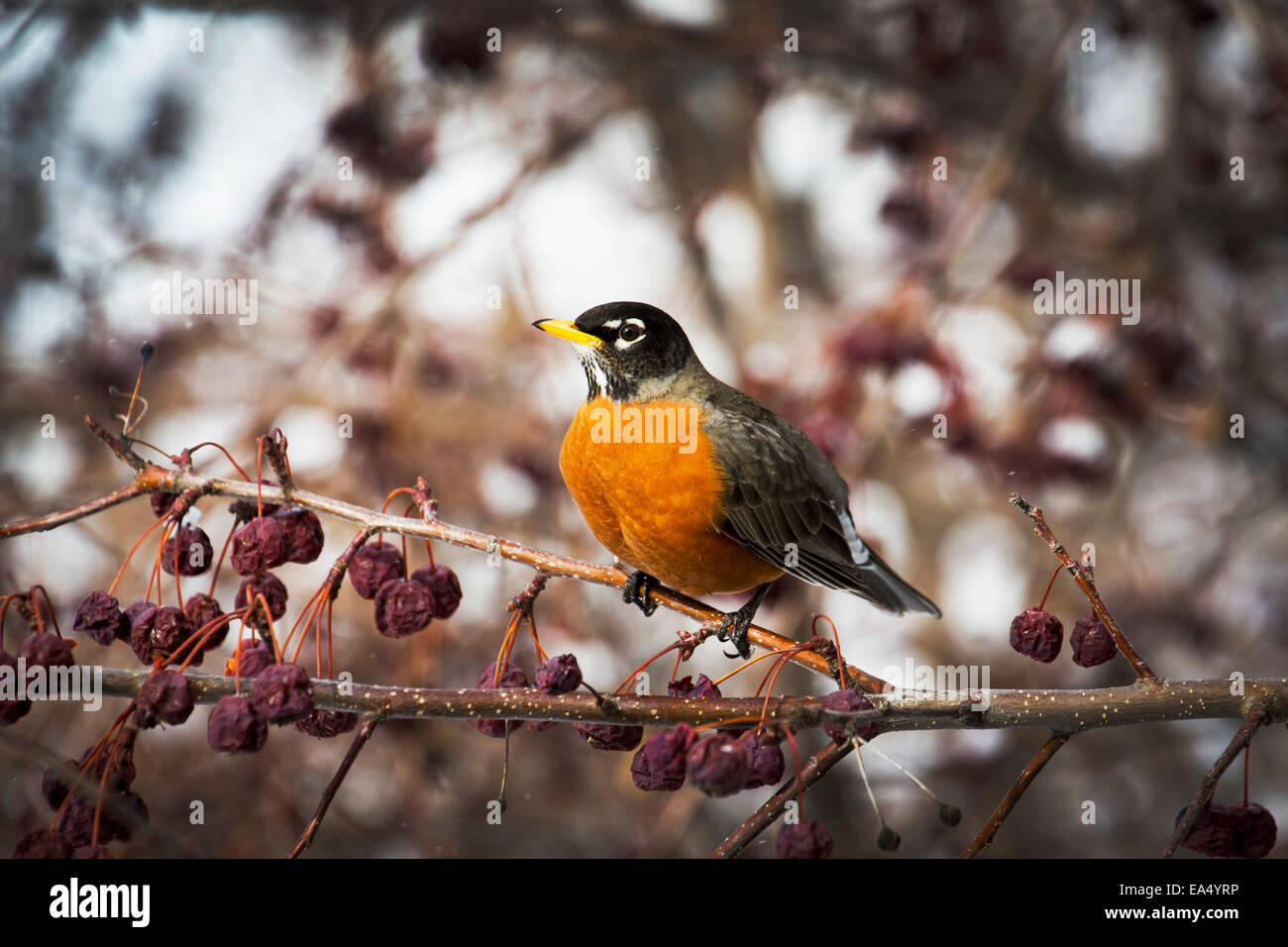 Close up of a robin in a crab apple tree with dried out apples hanging ...