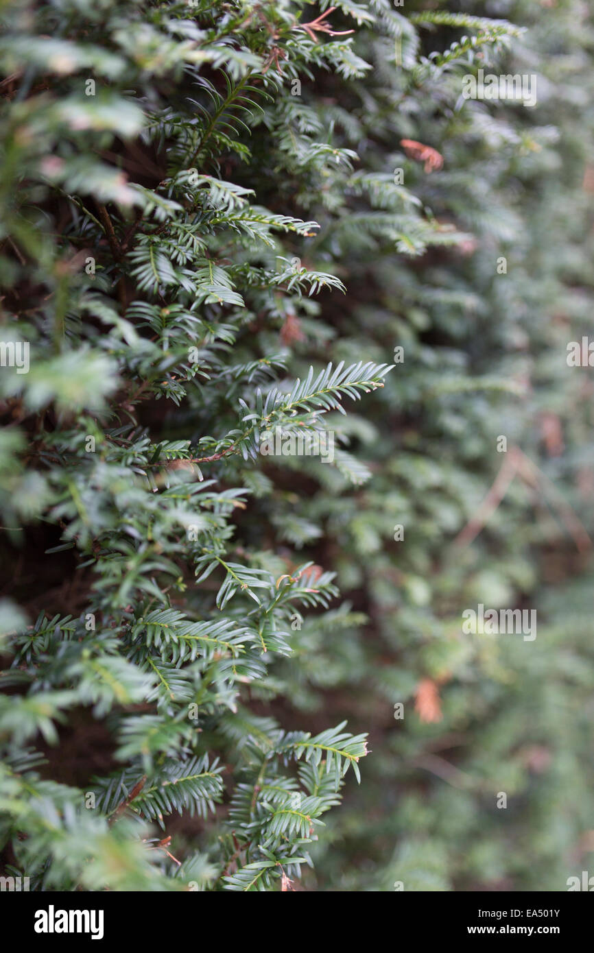 Close up of fir hedge Stock Photo - Alamy