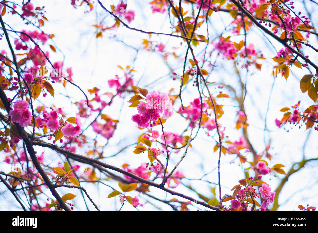 Pink blossoms on a tree; London, England Stock Photo - Alamy