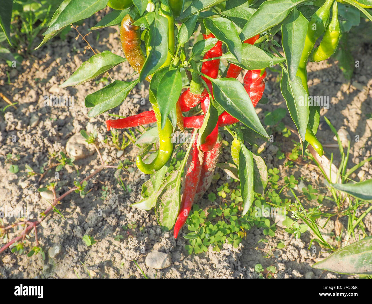 Red hot chili peppers plant useful as a spice Stock Photo - Alamy