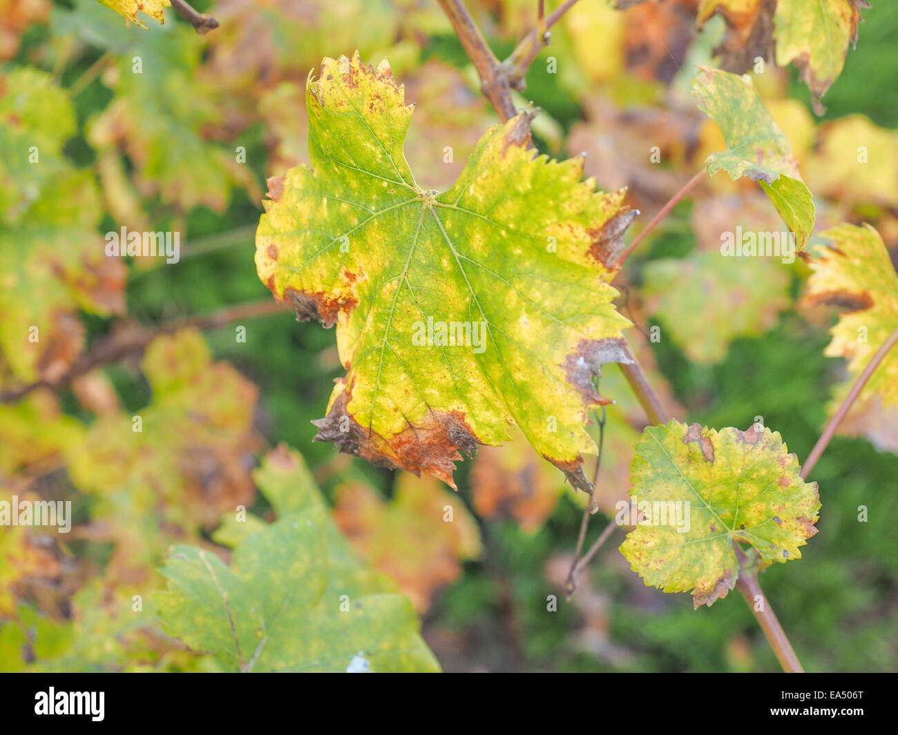 Leaf of vitis plant in a grapevine - selective focus on single leaf on ...