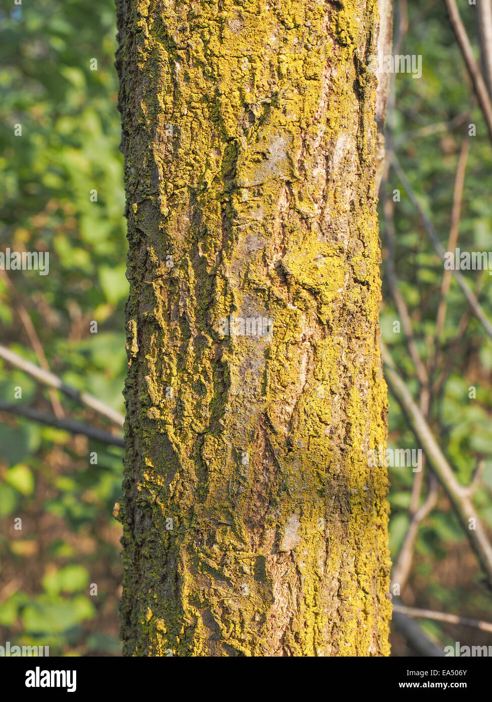 Algae lichens and moss growing on a tree bark Stock Photo - Alamy