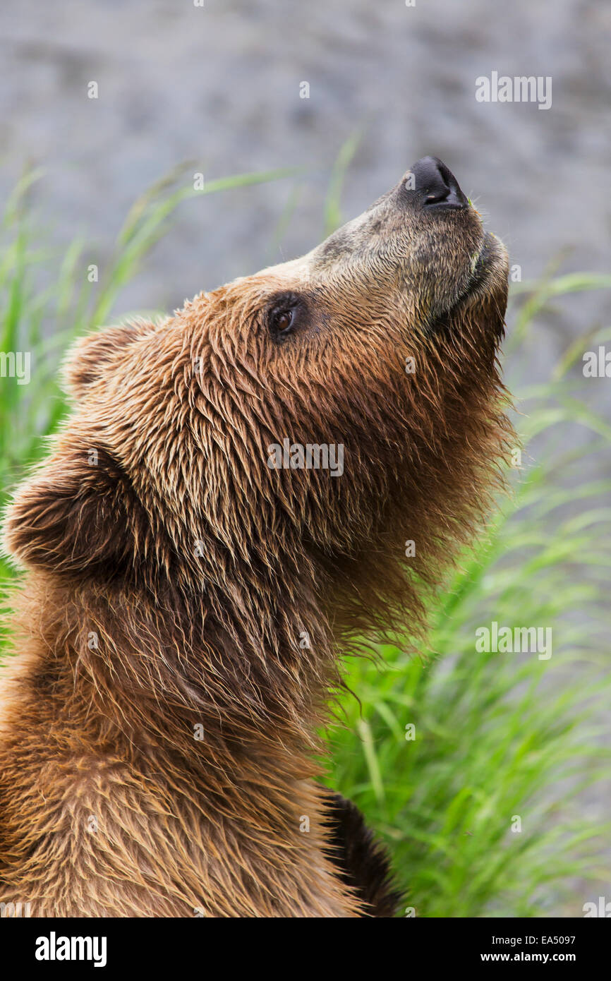 Grizzly bear profile hi-res stock photography and images - Alamy