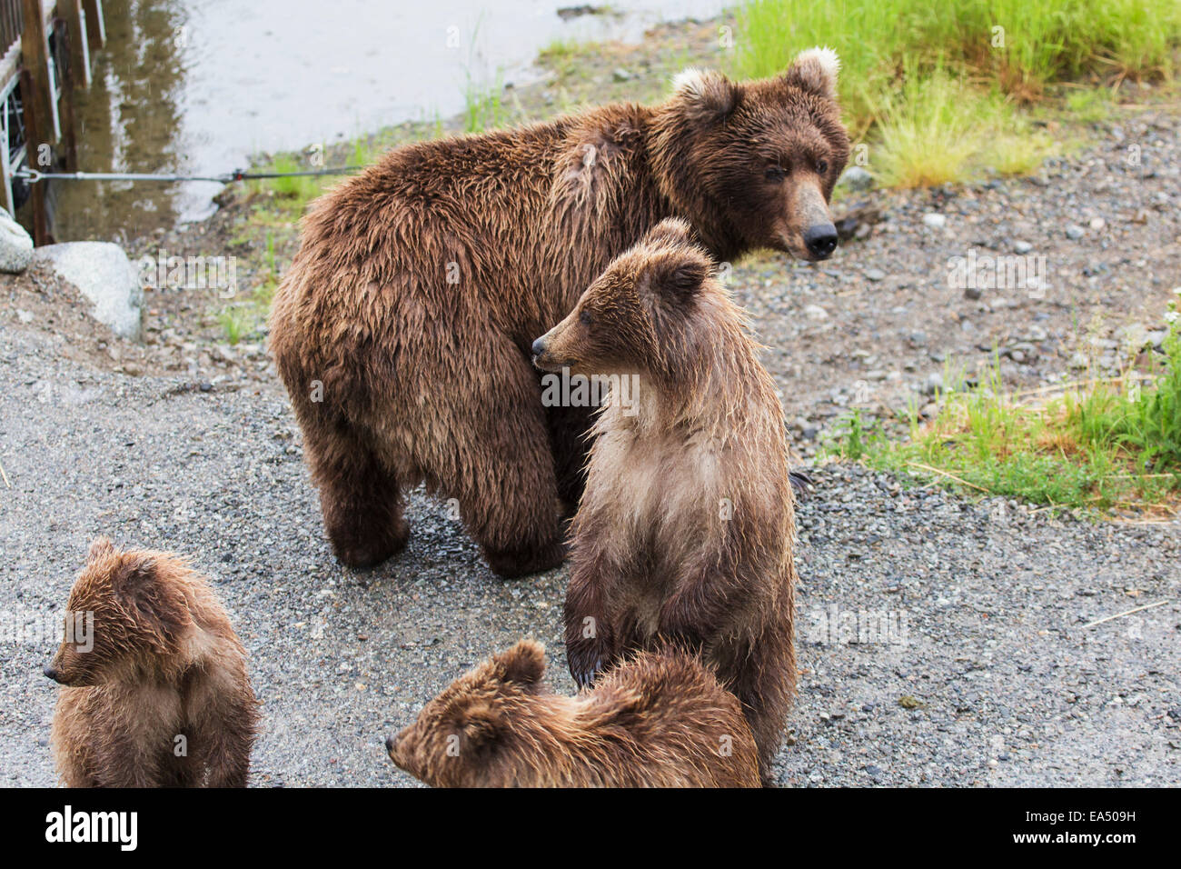 Standing grizzly bear cub hi-res stock photography and images - Alamy