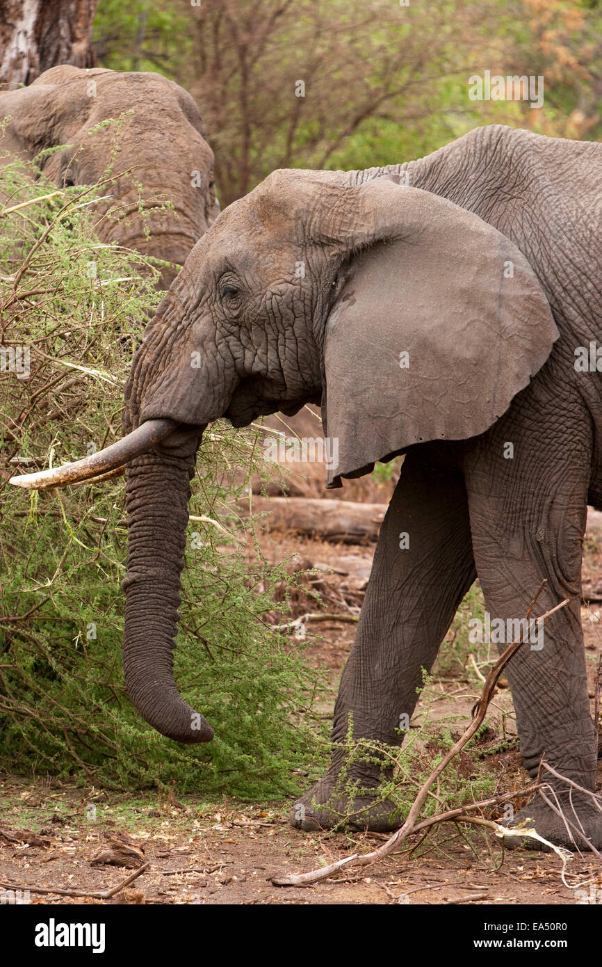 Elephants feeding hi-res stock photography and images - Alamy
