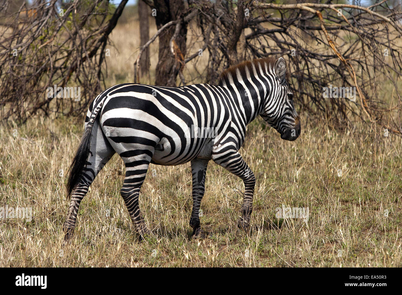 Stallion High Resolution Stock Photography and Images - Alamy