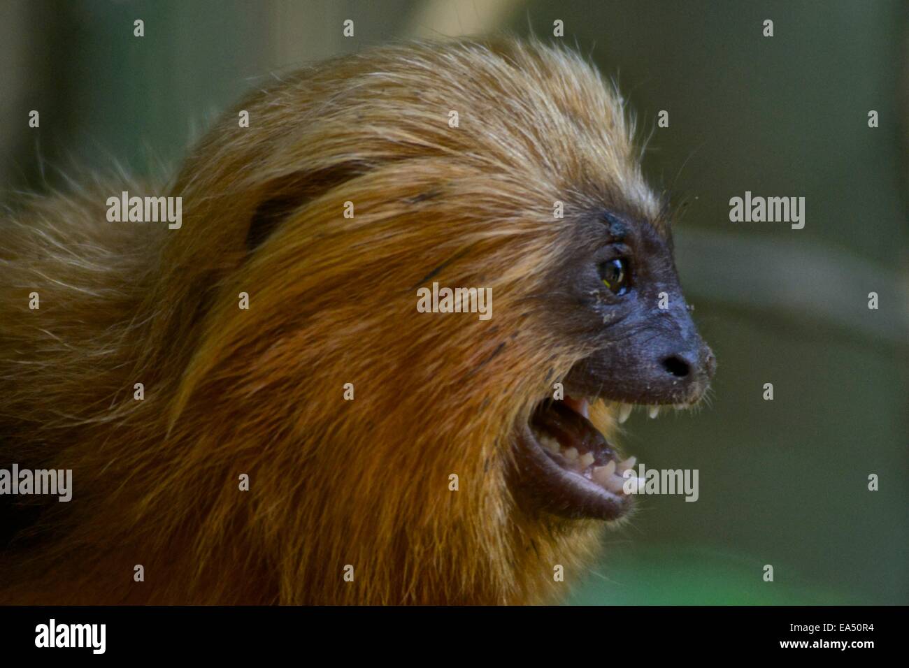 Golden Lion Tamarin (Leontopithecus rosalia) endangered species ...
