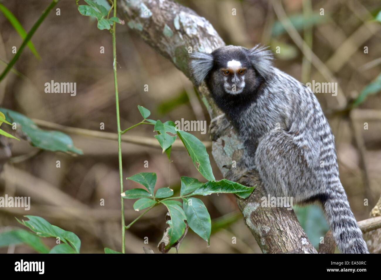 Callithrix penicillata hi-res stock photography and images - Alamy