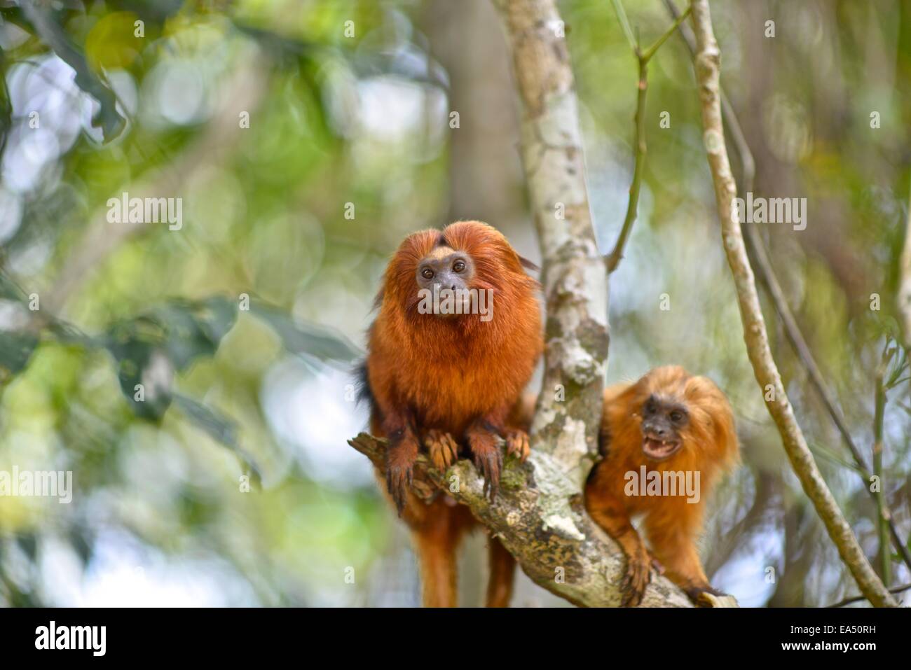 Golden Lion Tamarin (Leontopithecus rosalia) endangered species ...