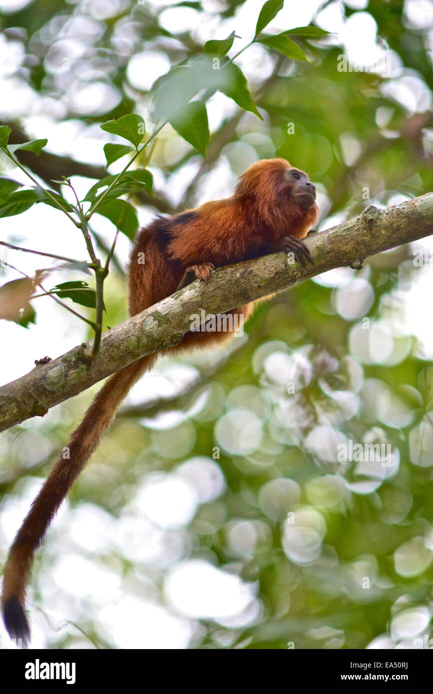 Golden Lion Tamarin (Leontopithecus rosalia) endangered species ...