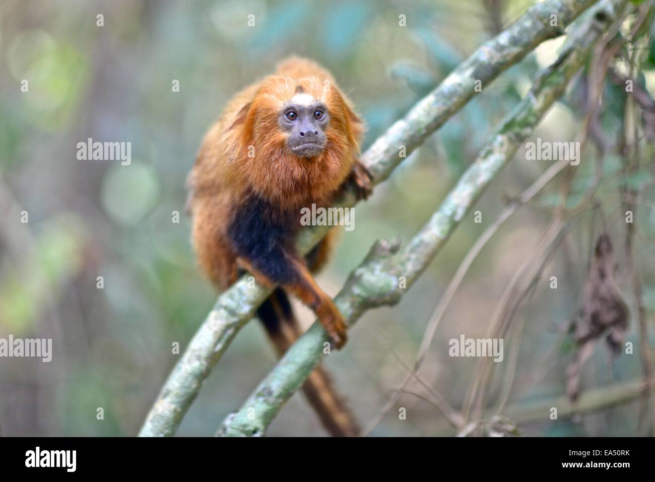 Golden Lion Tamarin (Leontopithecus rosalia) endangered species ...
