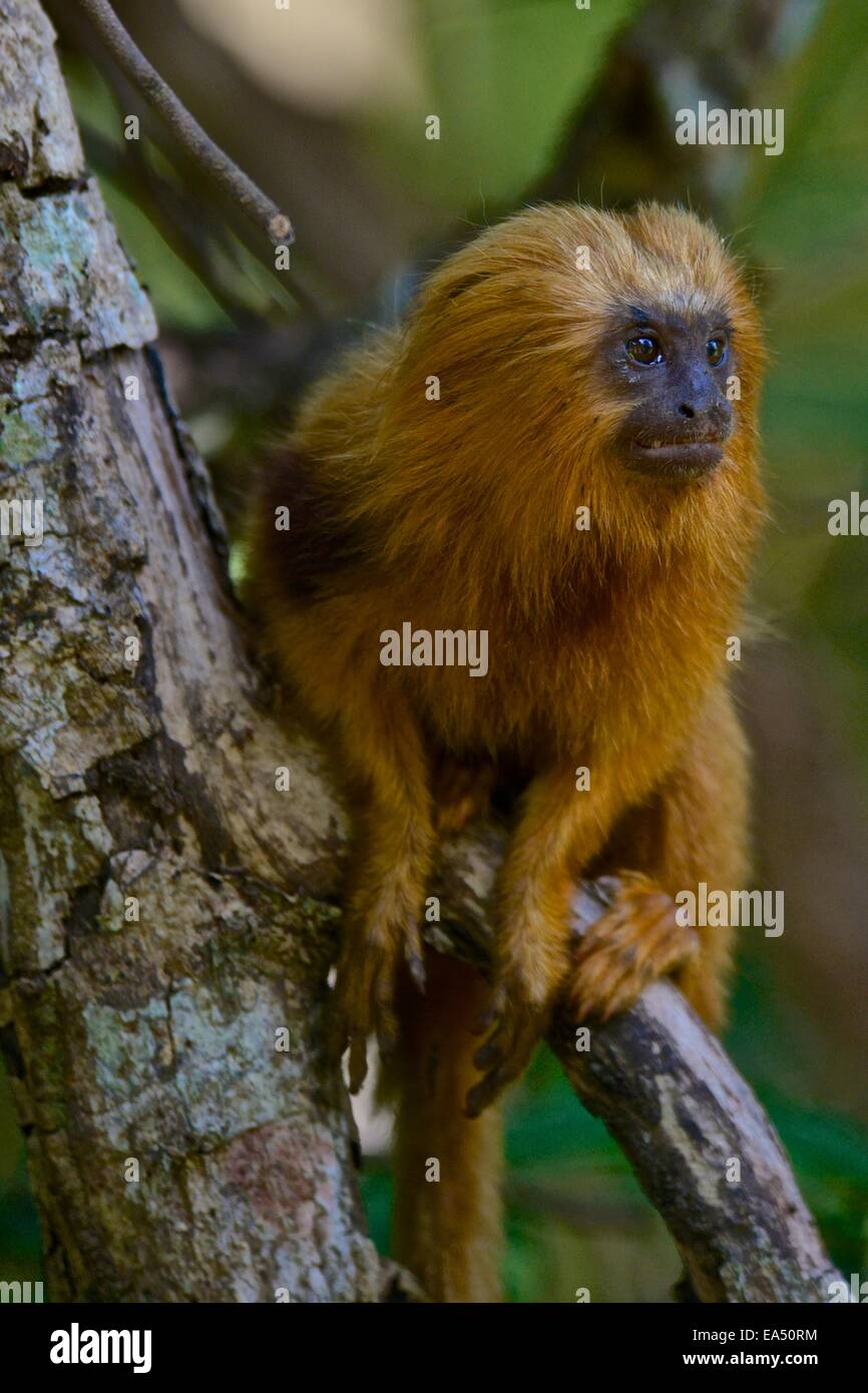 Golden Lion Tamarin (Leontopithecus rosalia) endangered species ...